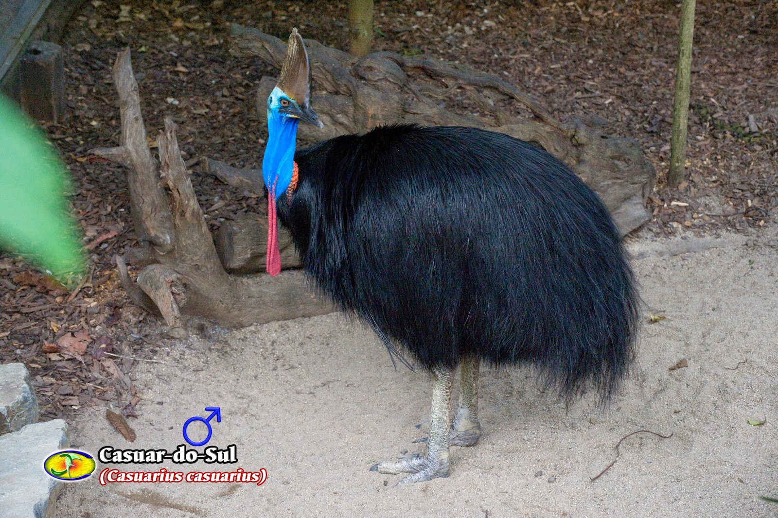 ORNITOLOGIA: Casuar-do-Sul (Casuarius casuarius)